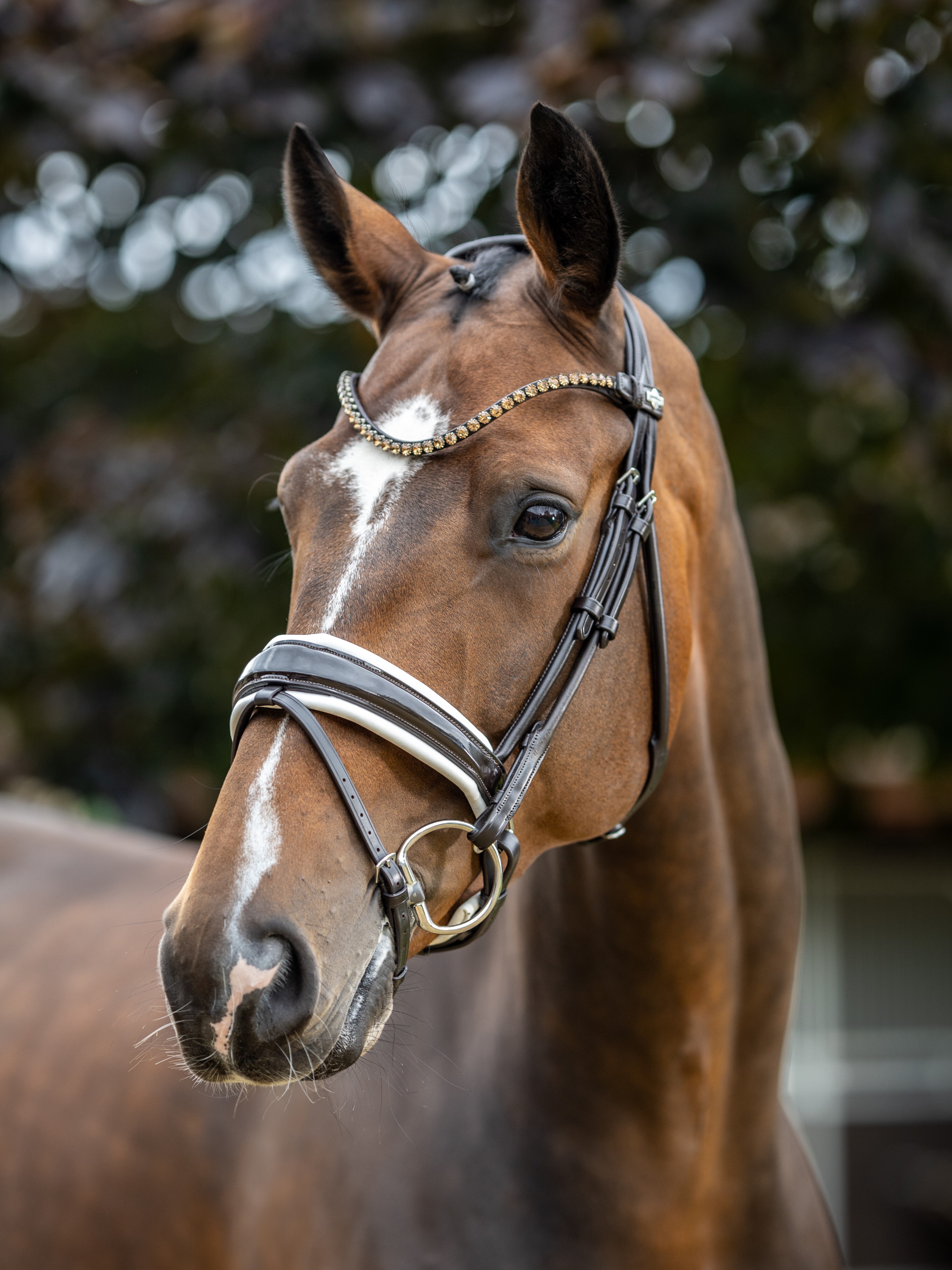 Kudos Patent Dressage Bridle Brown/White Horse
