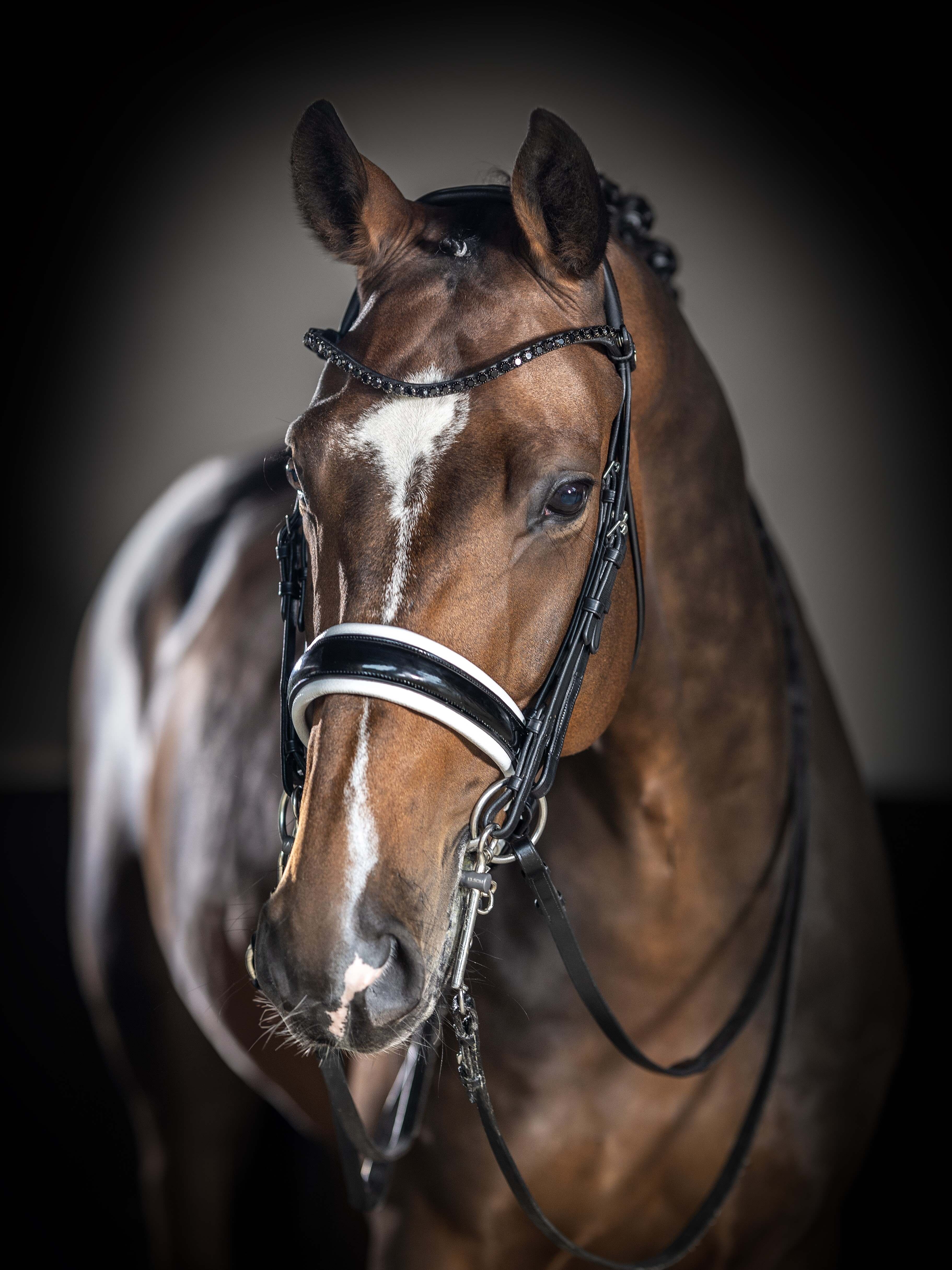 Kudos Double Bridle Black/White Horse