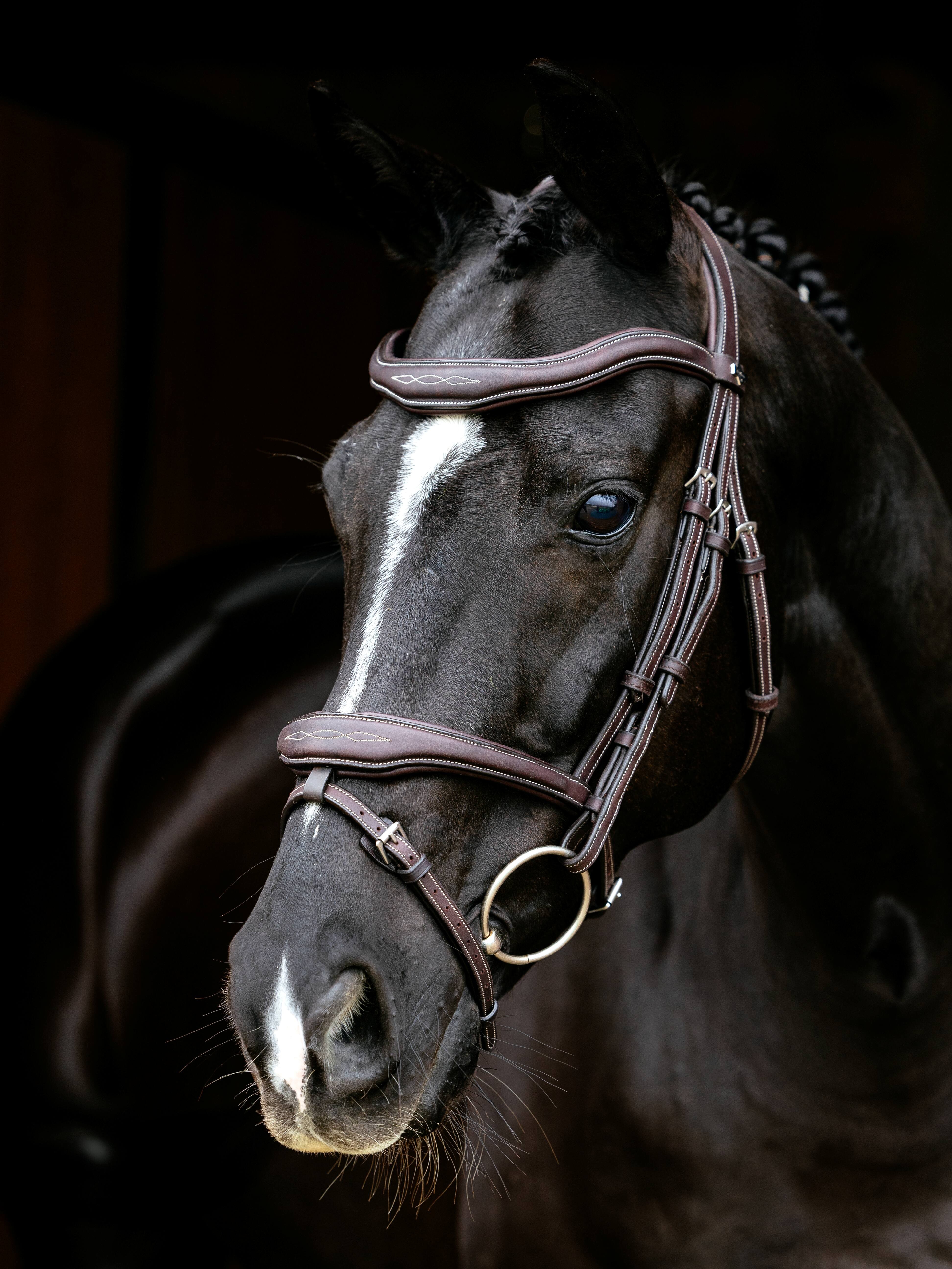 Kudos Contour Flash Bridle Brown Horse