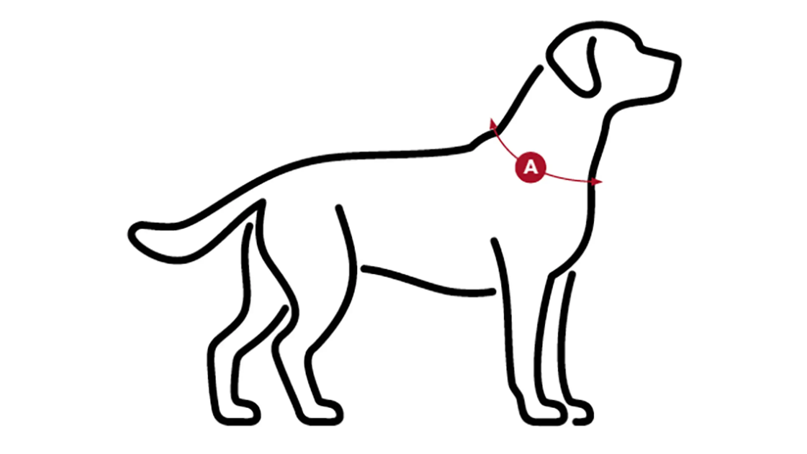 LeMieux Chelsea Dog Collar Black | Equiflair